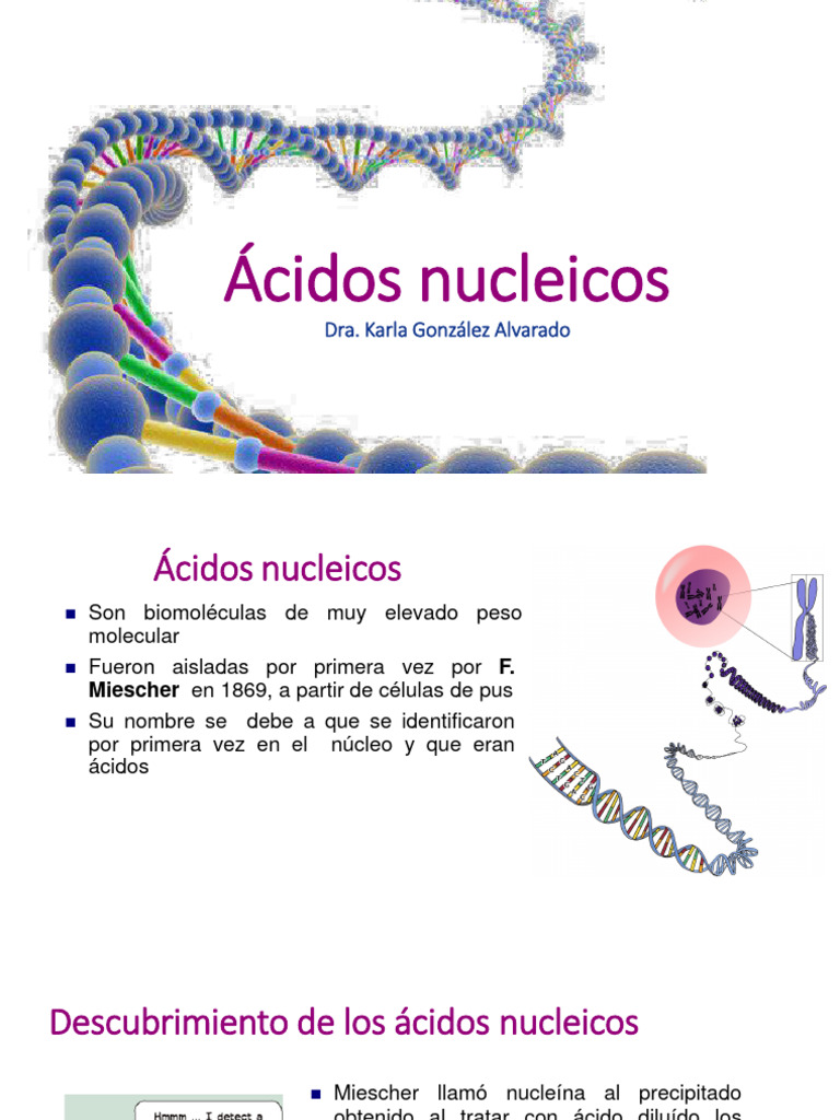Ácidos Nucleicos | PDF | Adn | Rna