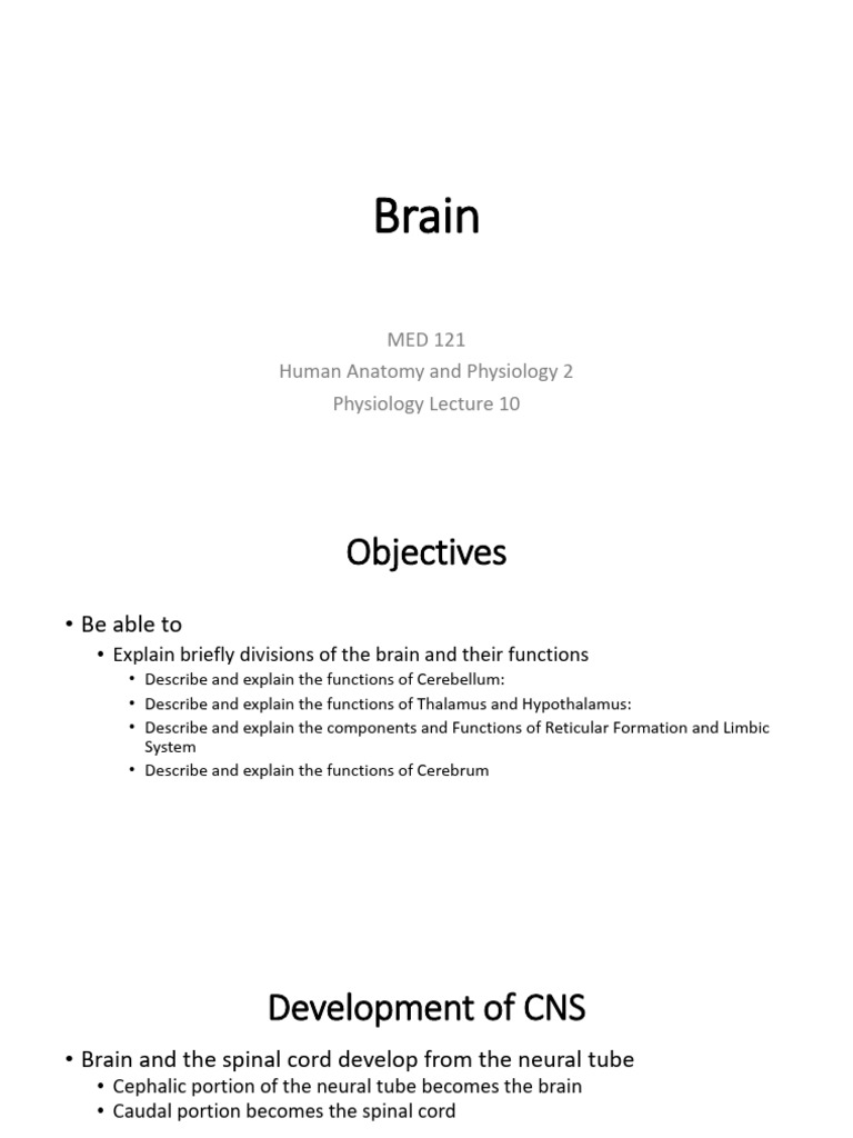 Brain Anatomy and Functions Overview | PDF | Brainstem | Cerebrum