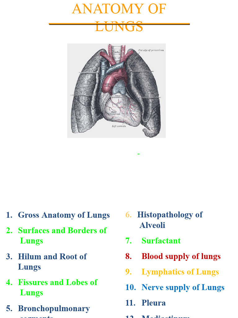 Lungs PDF | PDF | Lung | Respiratory System