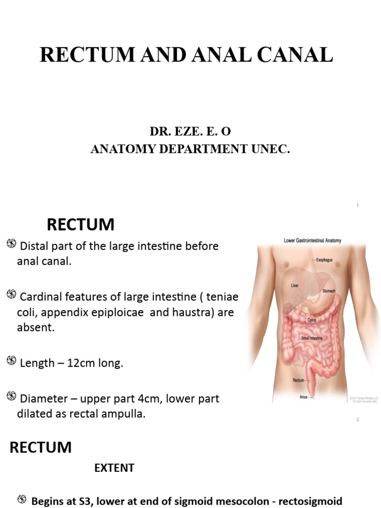 Rectum and Anal Canal | PDF | Rectum | Vein