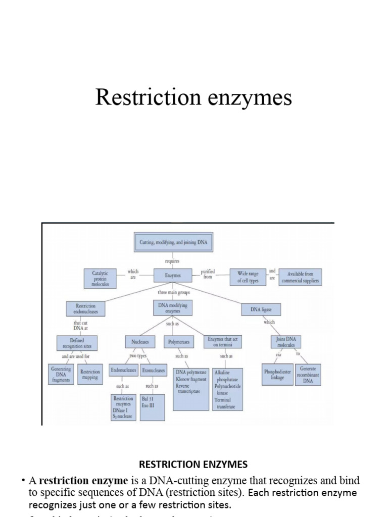 Lecture 10 Restriction Enzymes | PDF | Restriction Enzyme | Dna