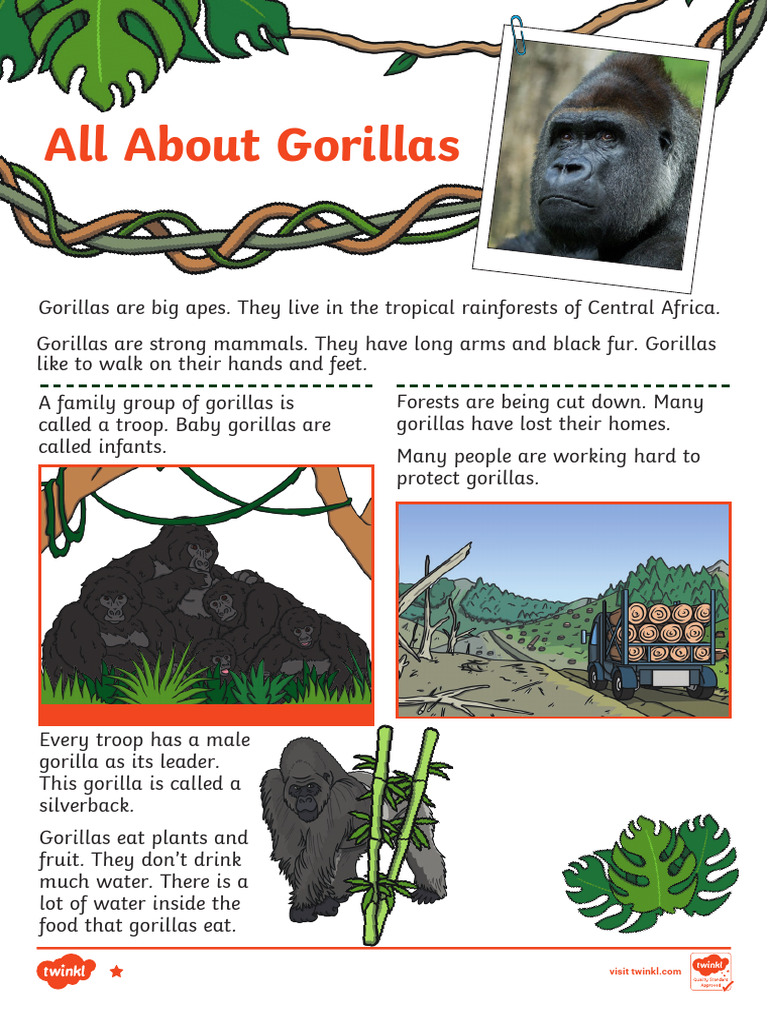 Gorilla Facts and Conservation Efforts | PDF