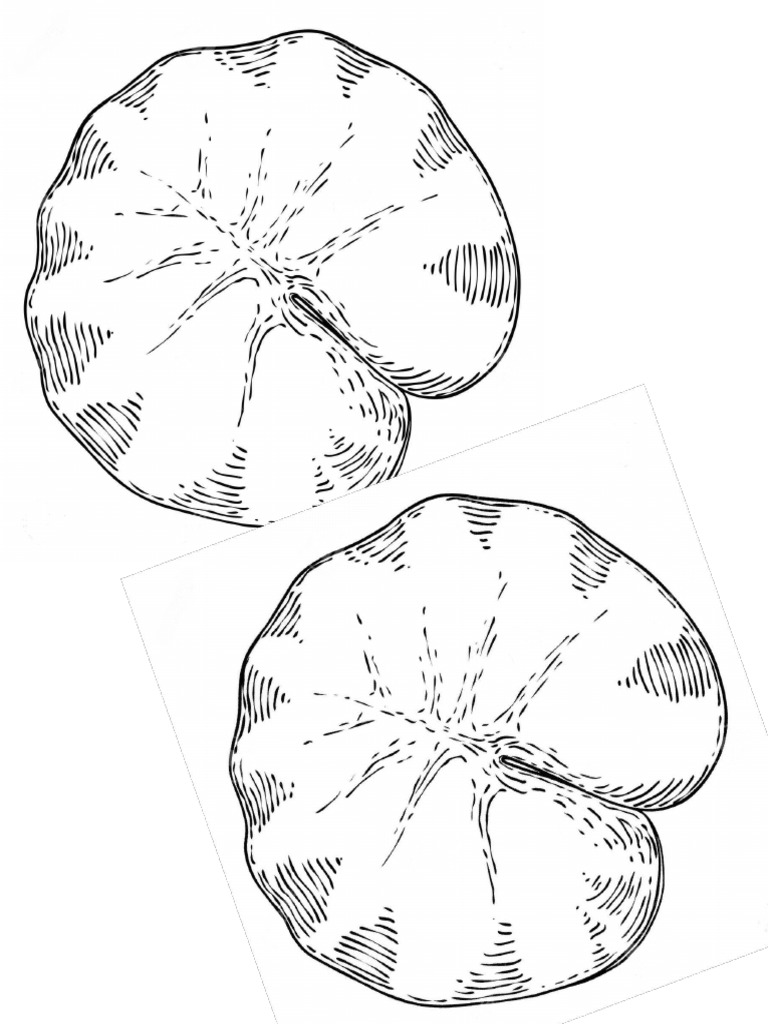 Lokvanji Print | PDF