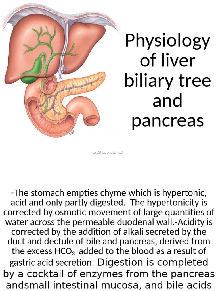 S6 Lect 1 Physiology of Liver and Pancreas Prof DR Sami R Al Katib ...