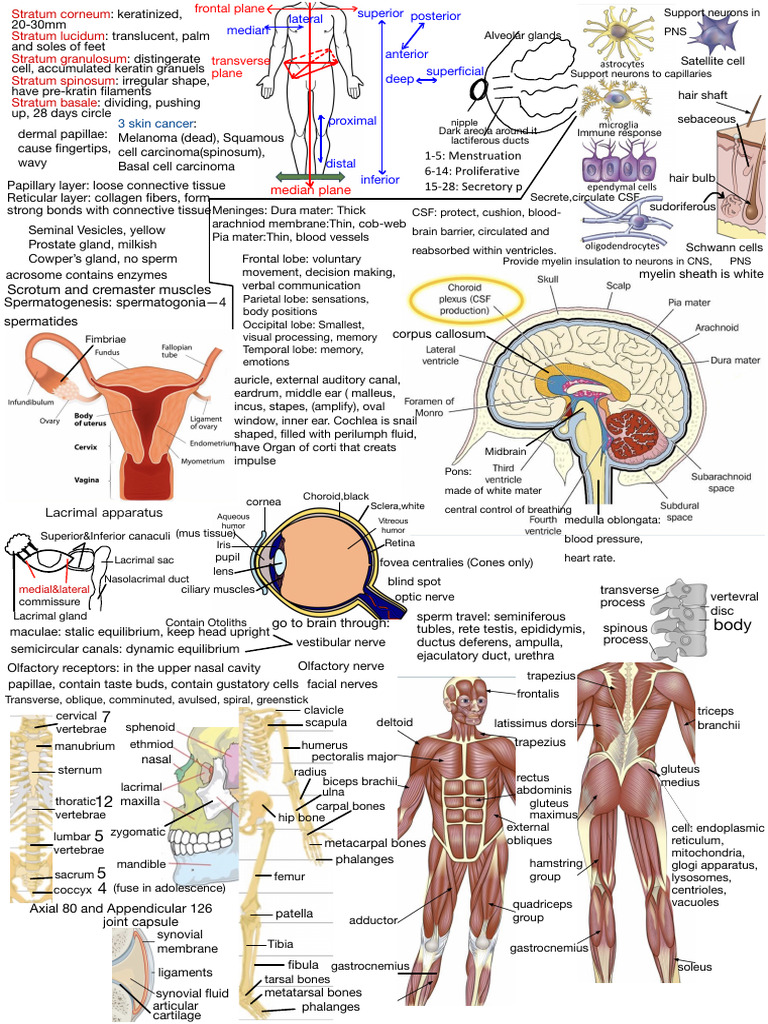 Bio cheatsheet | PDF | Human Anatomy | Anatomy