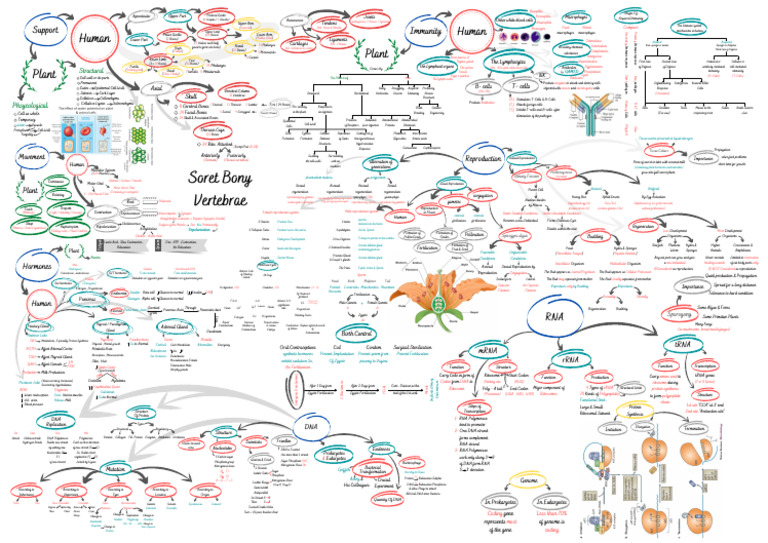 Mindmap Pdf Immune System Sexual Reproduction