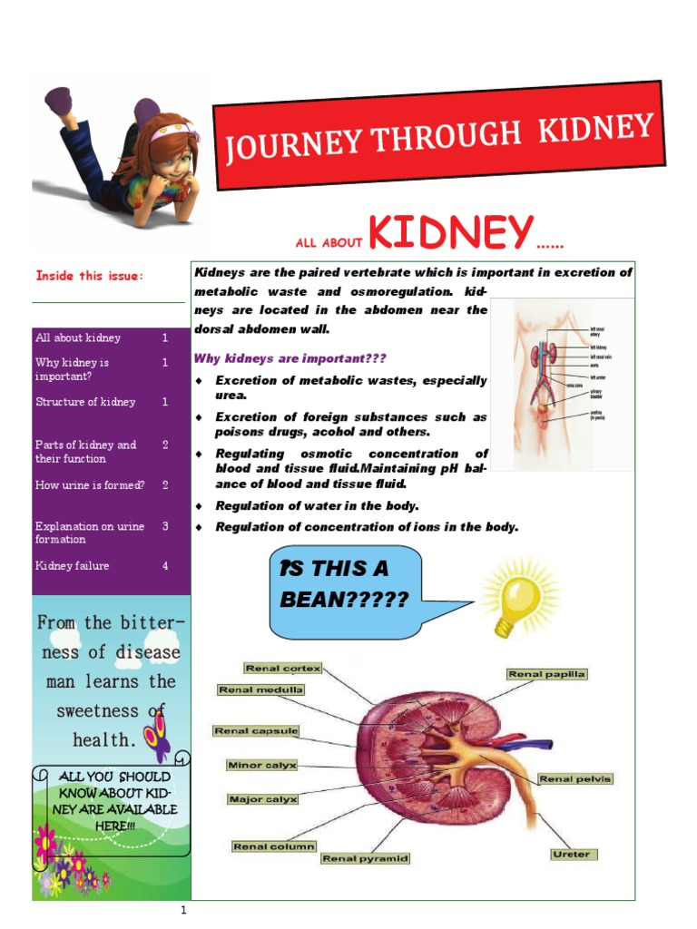 Journey of Kidney | PDF | Kidney | Animal Anatomy
