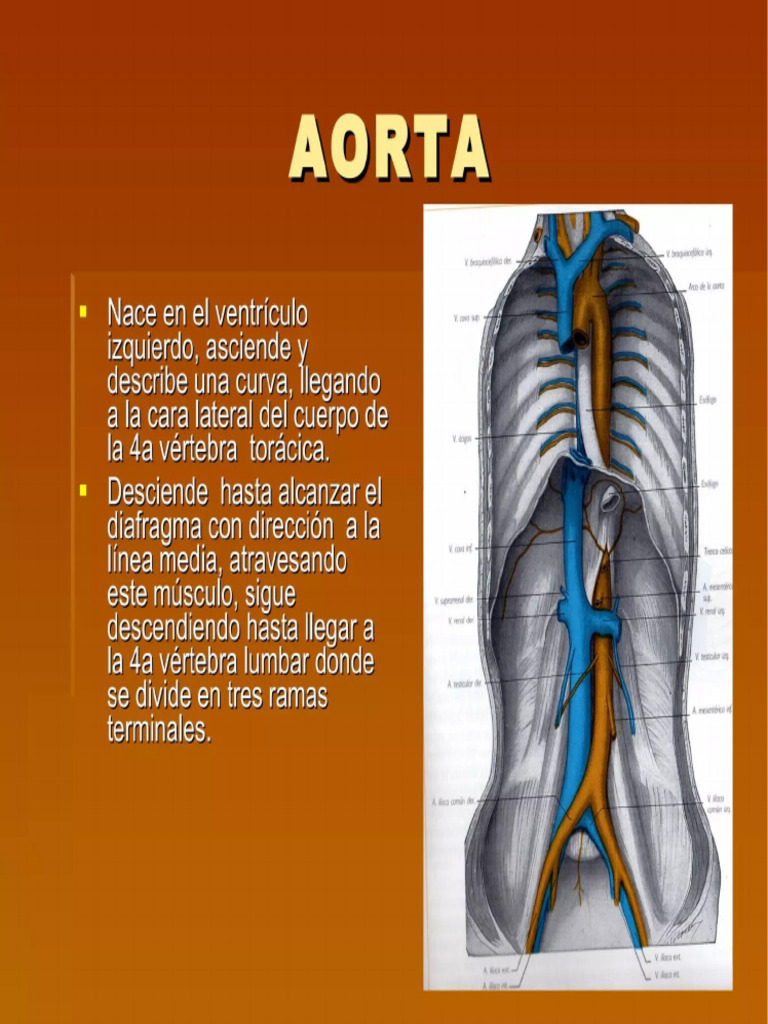 Aorta | PDF