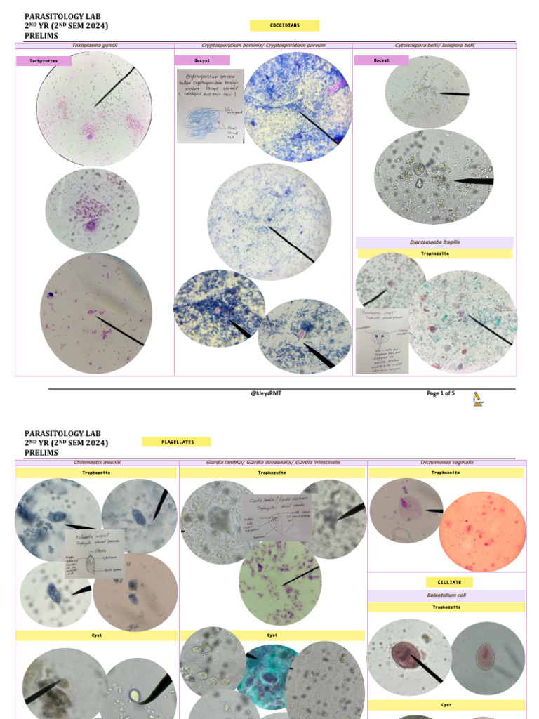 PARA-LAB-PRELIMS MED | PDF | Microbiology | Parasitology