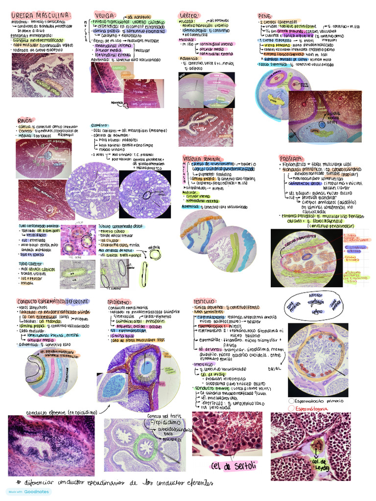 Histo 1 | PDF | Epitelio | Membrana mucosa