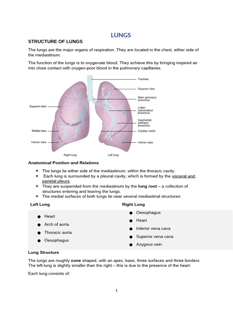 The Lungs GNM | PDF | Lung | Thorax