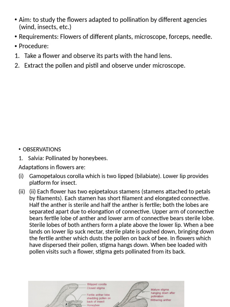 Flower Adaptations for Pollination | PDF | Flowers | Pollination