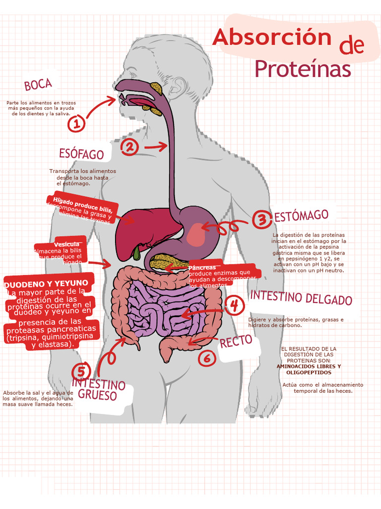 ABSORCION | PDF | Digestión | Química