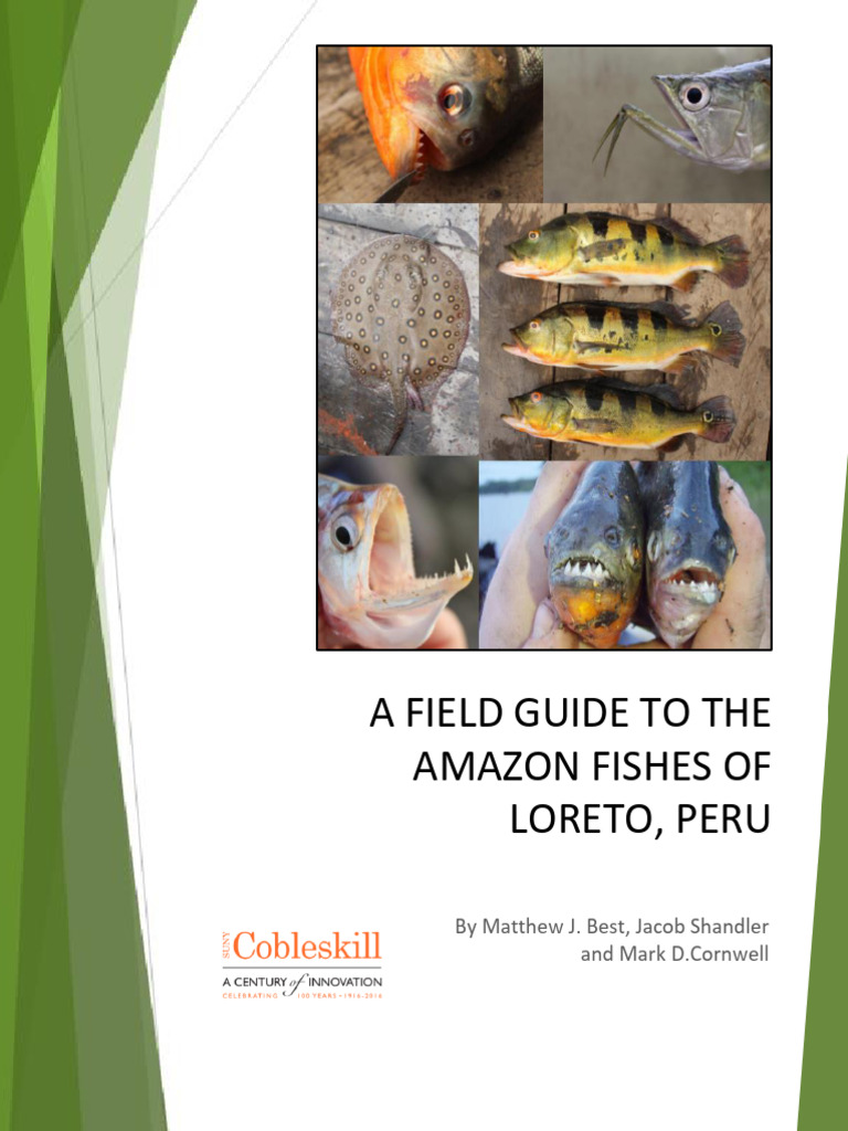 3rd Edition - A Field Guide To The Amazon Fishes of Loreto Peru (FINAL) | PDF | Amazon ...