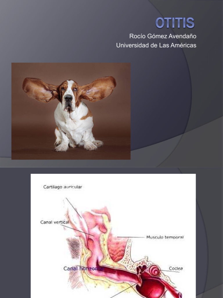 OTITIS | PDF | Inflamación | Las bacterias