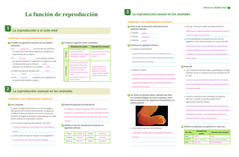 A-2º PRACT-ACT1,2 CYT | PDF | Reproducción | Embrión