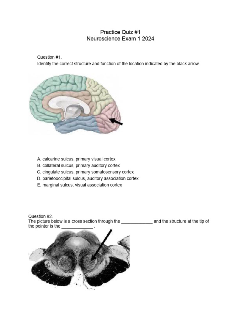 Neuroscience Practice Quiz 1 2024 | PDF | Spinal Cord | Cerebral Cortex