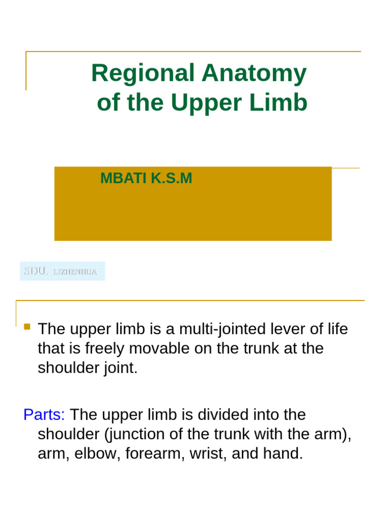 Upper Limb Anatomy Fleshy | PDF | Arm | Elbow