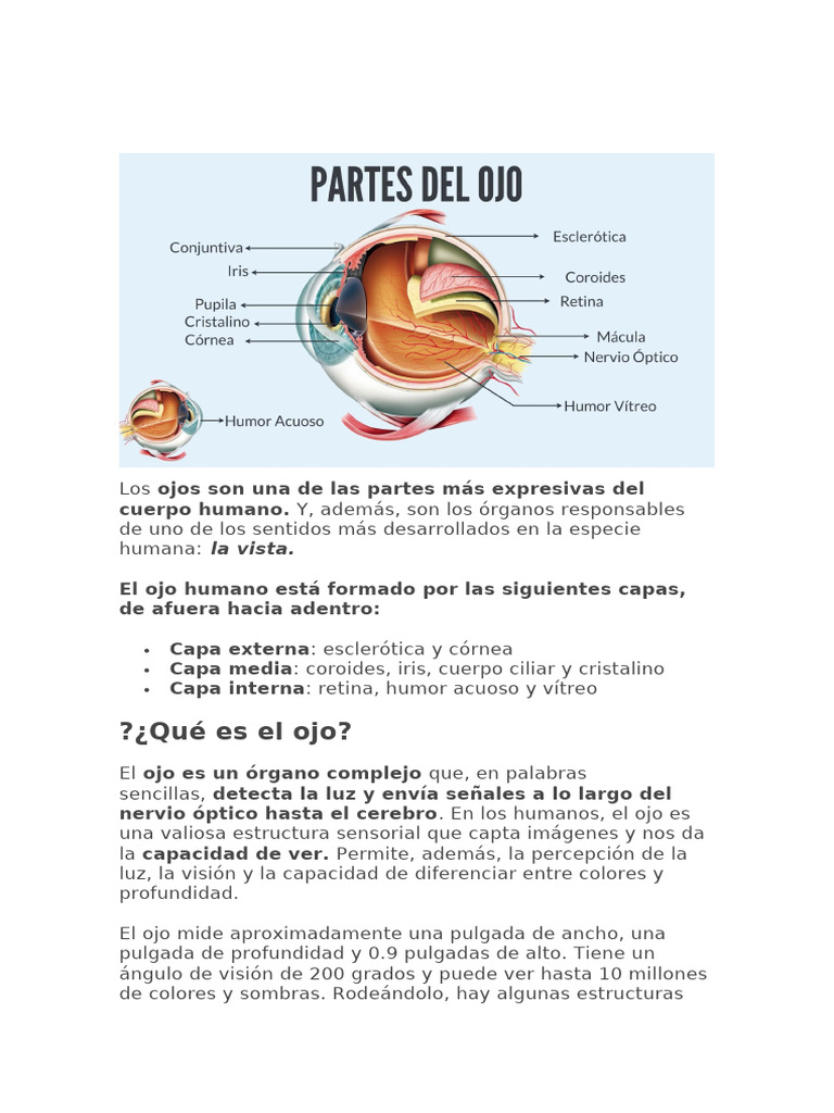 Partes Del Ojo Humano | PDF | Ojo | Ojo humano