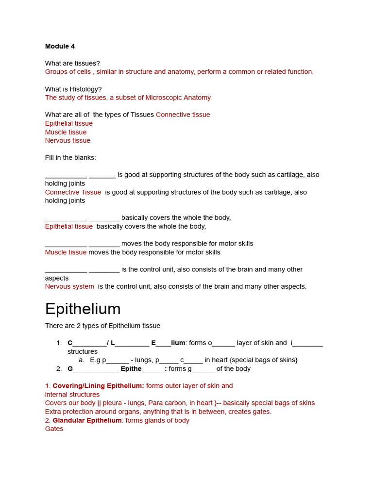 KIN Anatomy Module 4 Test With Answers | PDF | Epithelium | Connective ...