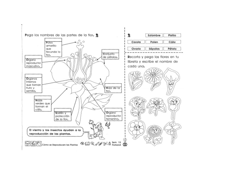 Guía partes de la flor cuaderno | PDF