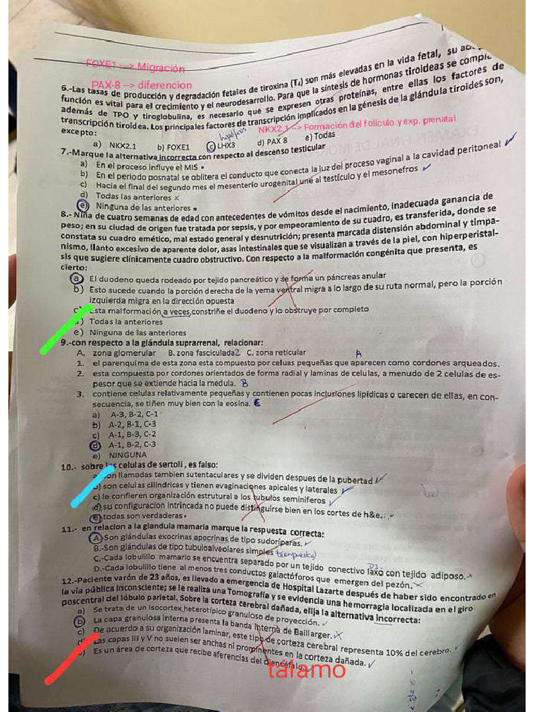 Examen Final Morfo 2022 | PDF