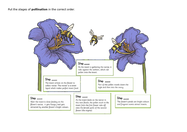 Order The Stages of Pollination | PDF