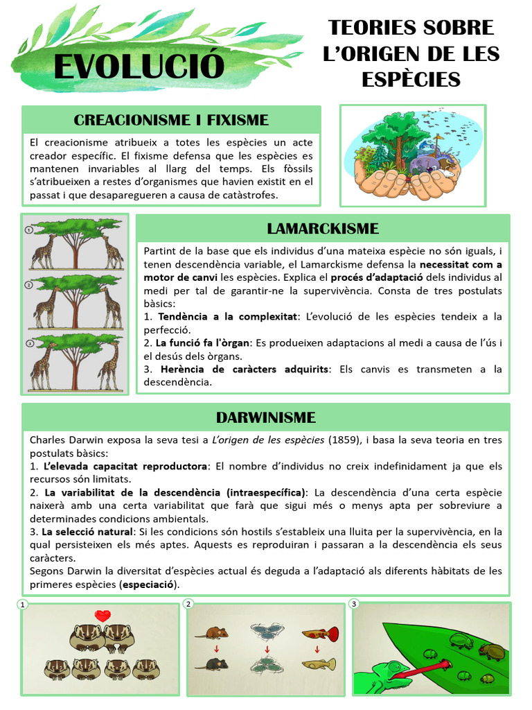 DOSSIER - UD - 6 - EVOLUCIO (Mar) | PDF