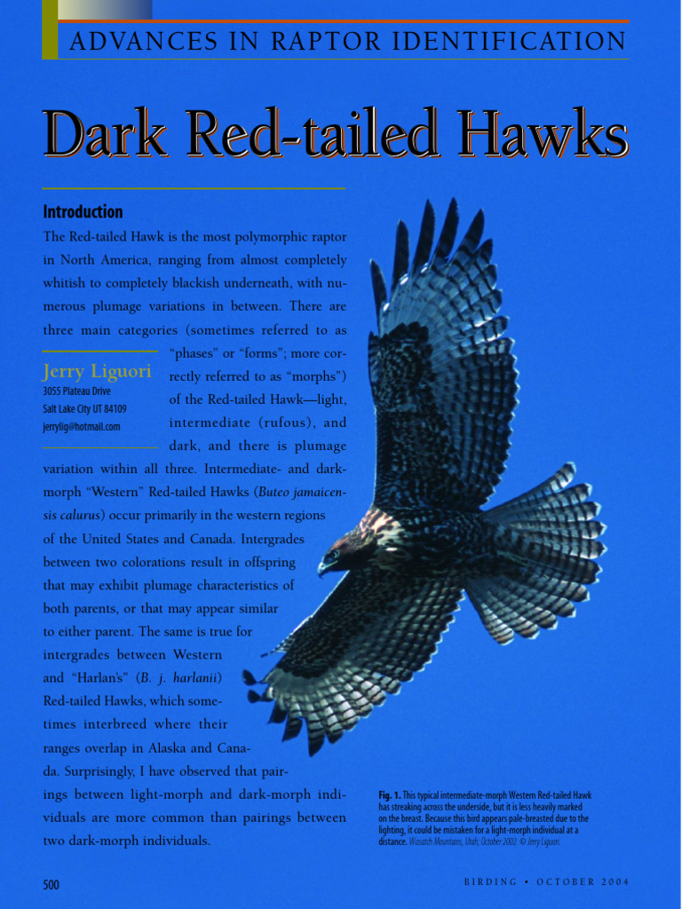 Red Tail Hawk Morphs | PDF | Birds Of Prey | Zoology