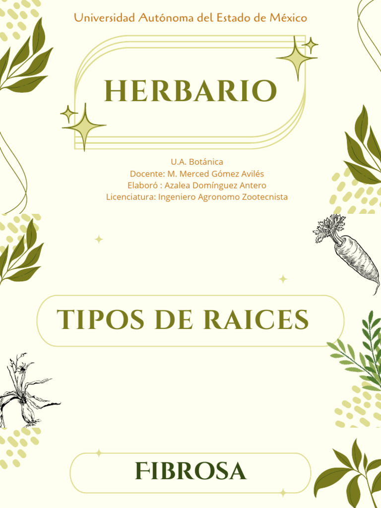 Catalogo de Raíz | PDF | Plantas | Botánica