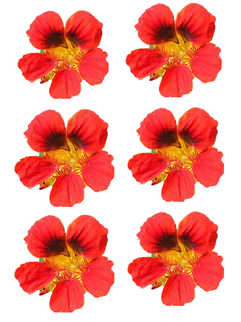 flor_del_texao[1] | PDF