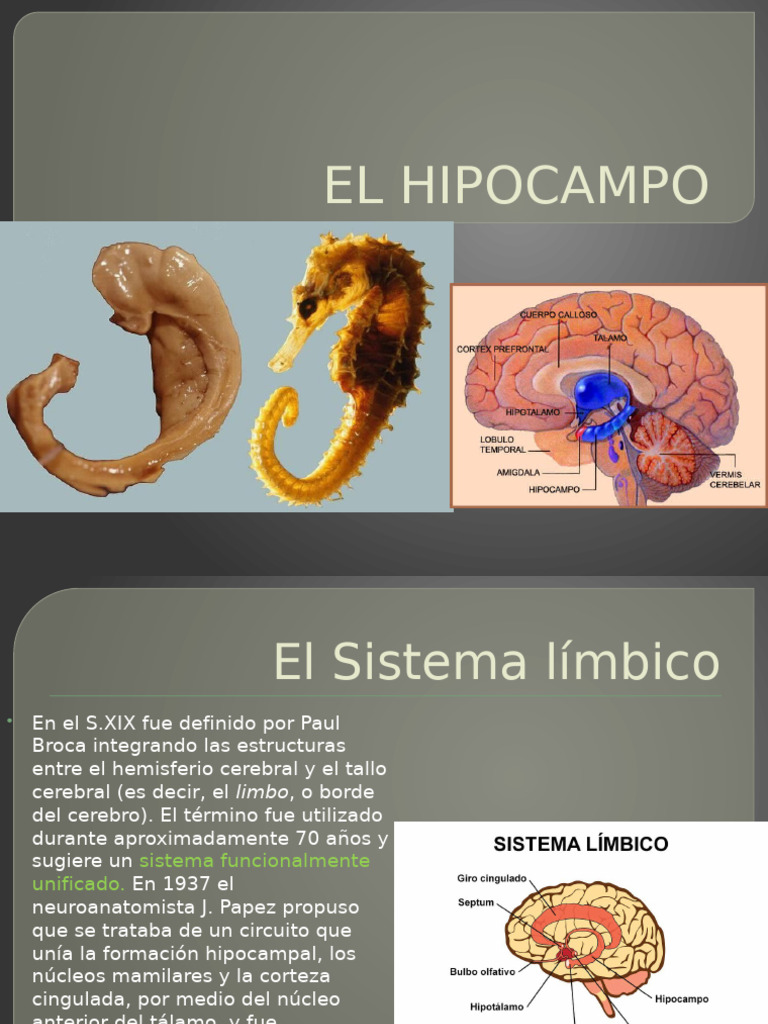 EL HIPOCAMPO | PDF | Sistema límbico | Hipocampo