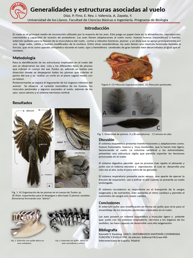 Aves Poster | PDF | Aves | Músculo