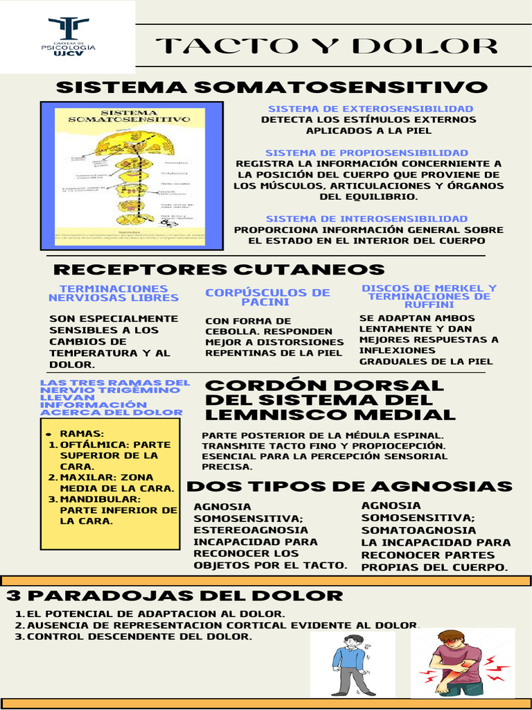 Infografía Tacto Y Dolor | PDF | Dolor | Lóbulo temporal