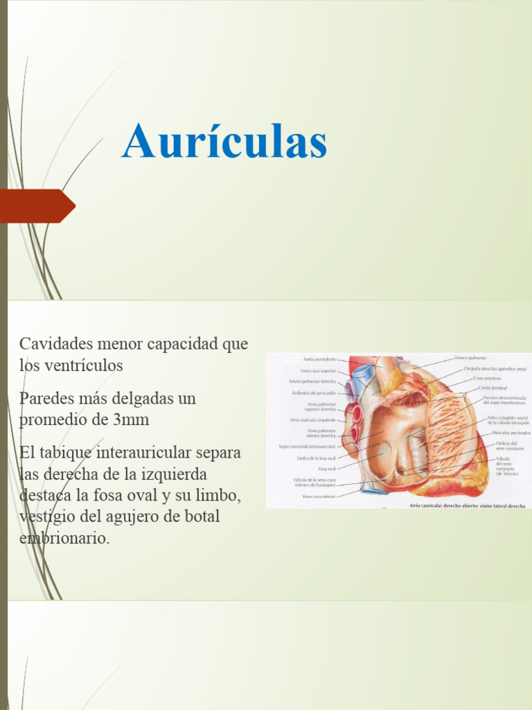Auriculas | PDF | Vena | Ventrículo (corazón)