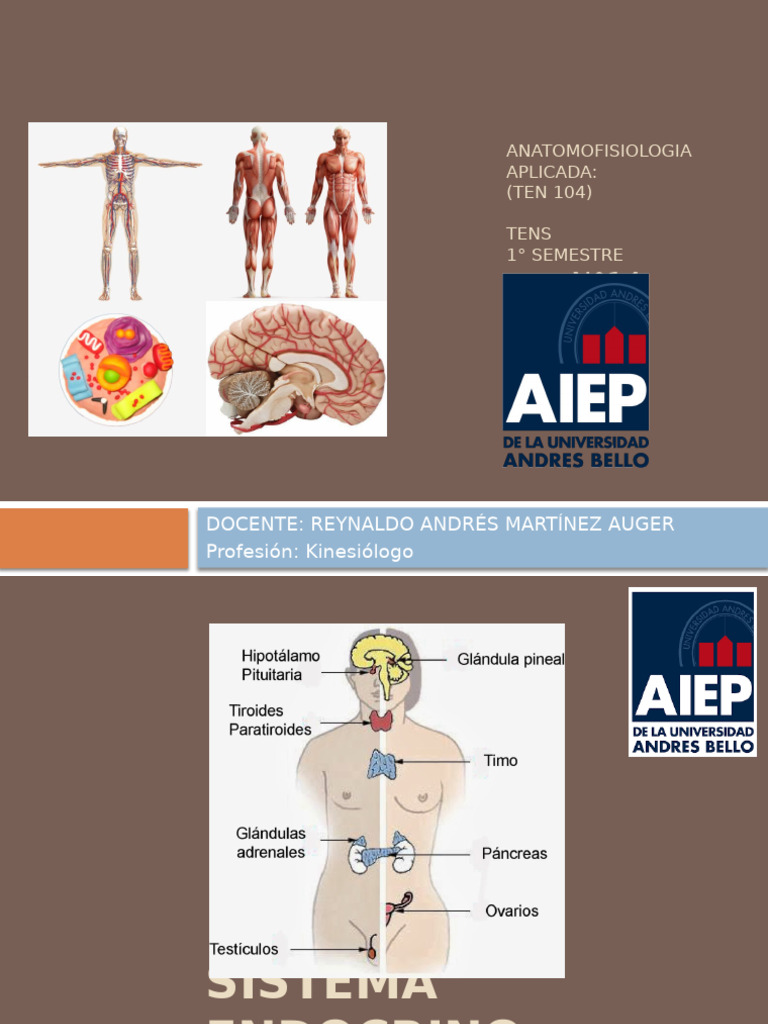 ANATOMOFISIOLOGIA APLICADA 14 | PDF | Glándula pituitaria | Sistema ...