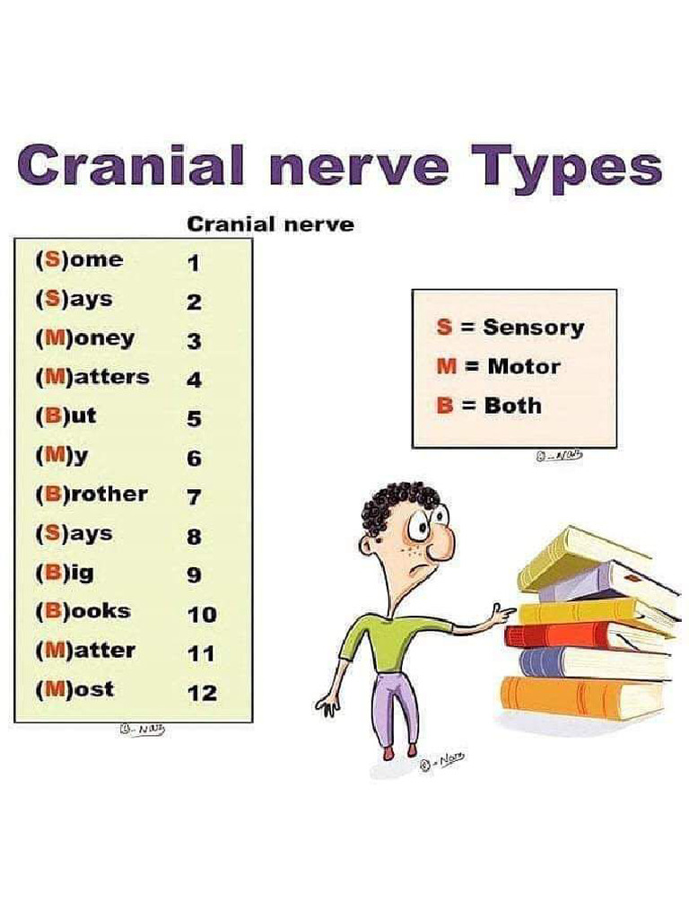 Cranial Nerve | PDF