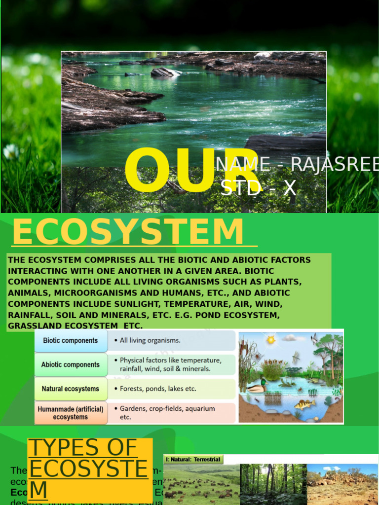 Presentation 2 | PDF | Food Web | Ecosystem