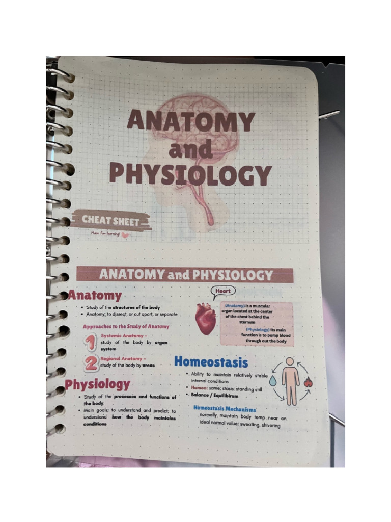 Anatomy 3 | PDF
