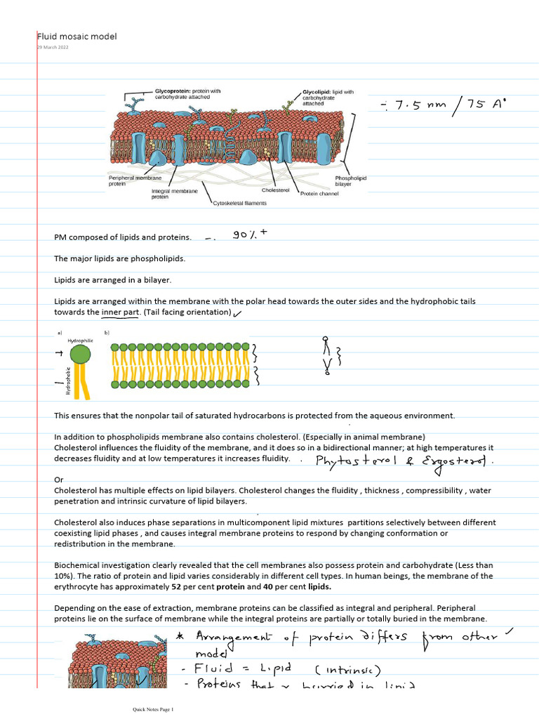 Cell Membrane & Fluid Mosaic Model | PDF | Cell Membrane | Lipid Bilayer