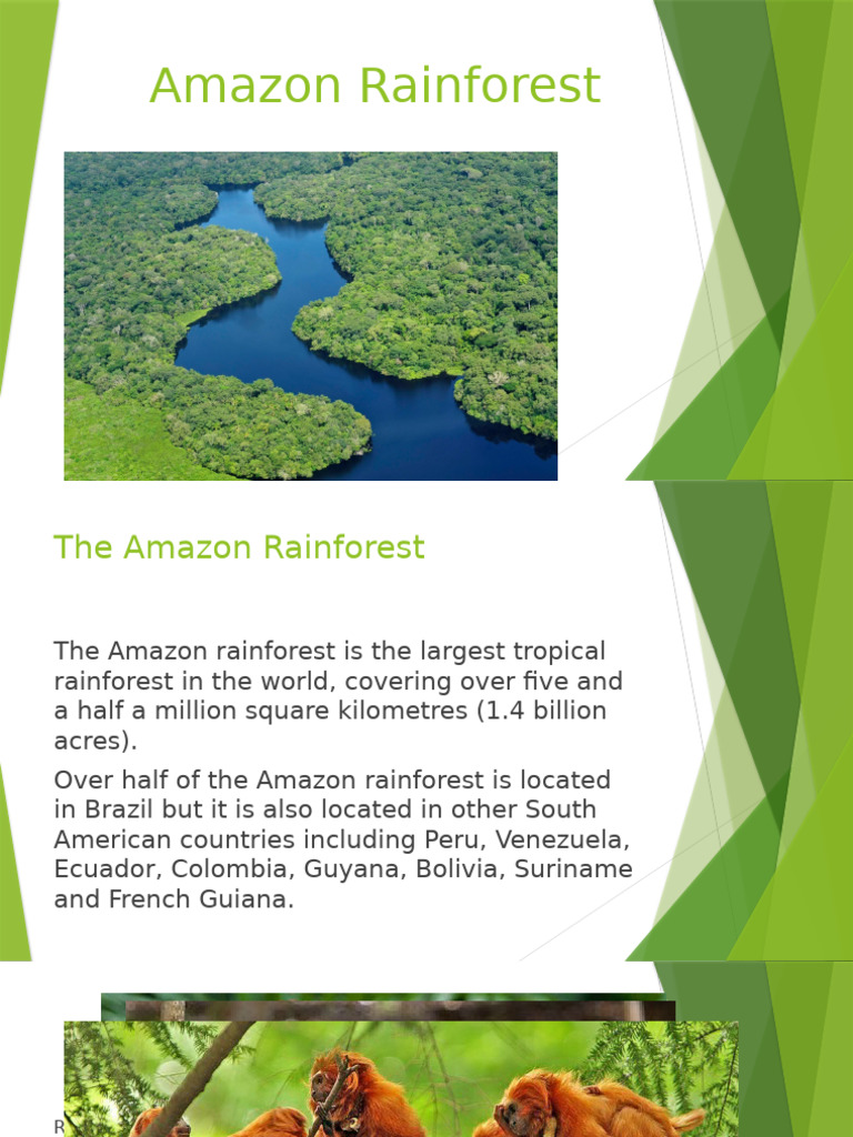 Amazon Rainforest | PDF | Amazon Rainforest | Rainforest