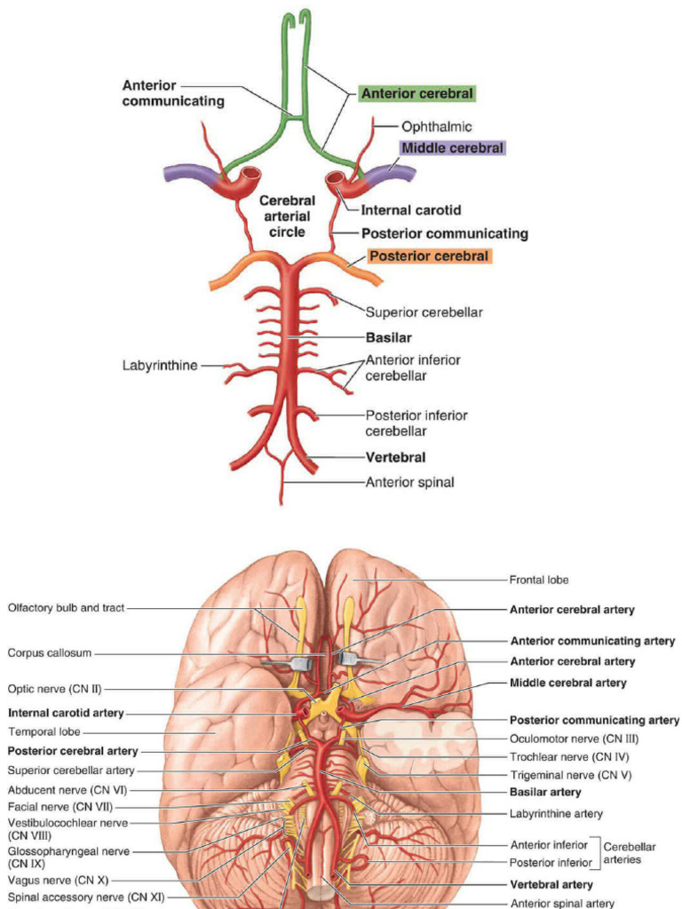Circle of Willis | PDF