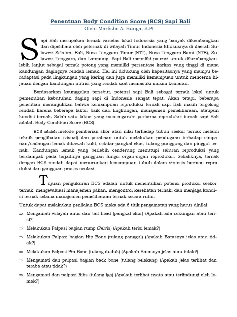 Tulisan Web BCS Sapi Bali | PDF