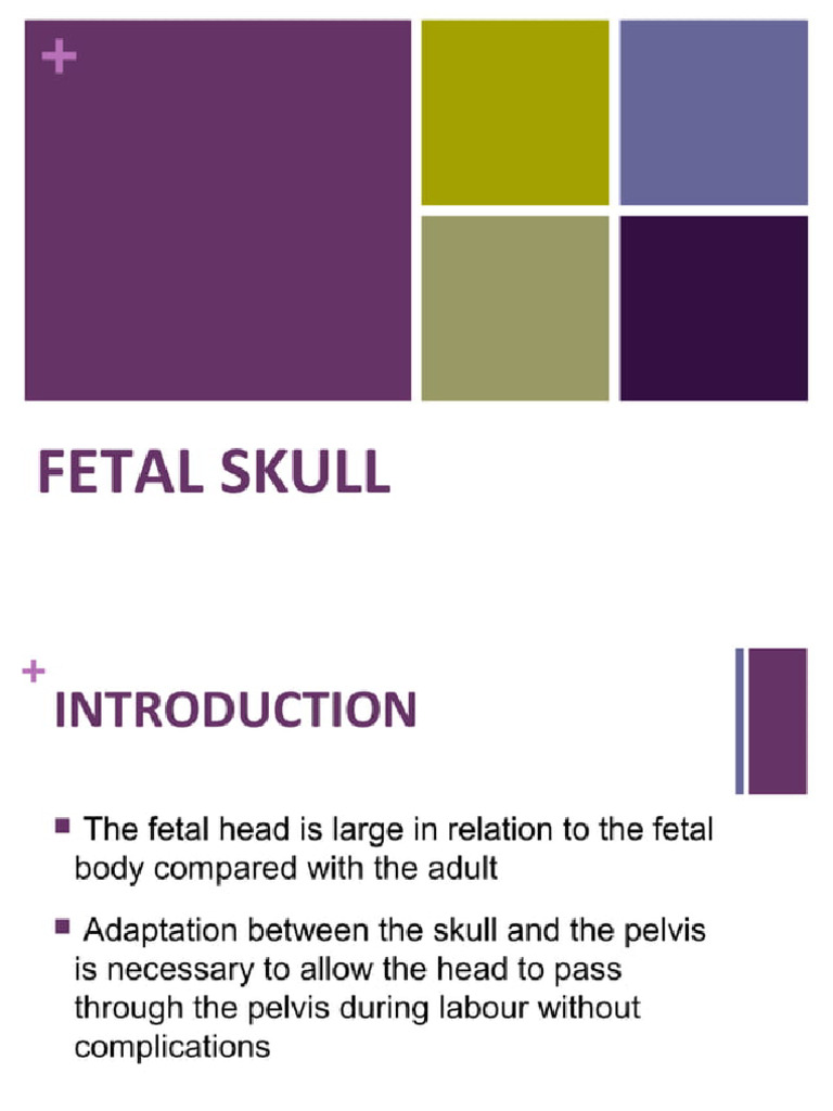 Fetal Skull | PDF
