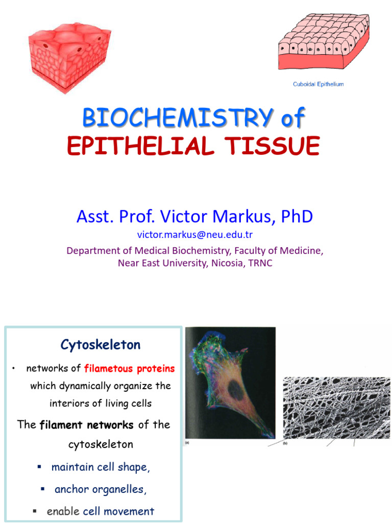 EBK-2103 - Biochemistry of Epithelial Tissue - 2022 | PDF ...