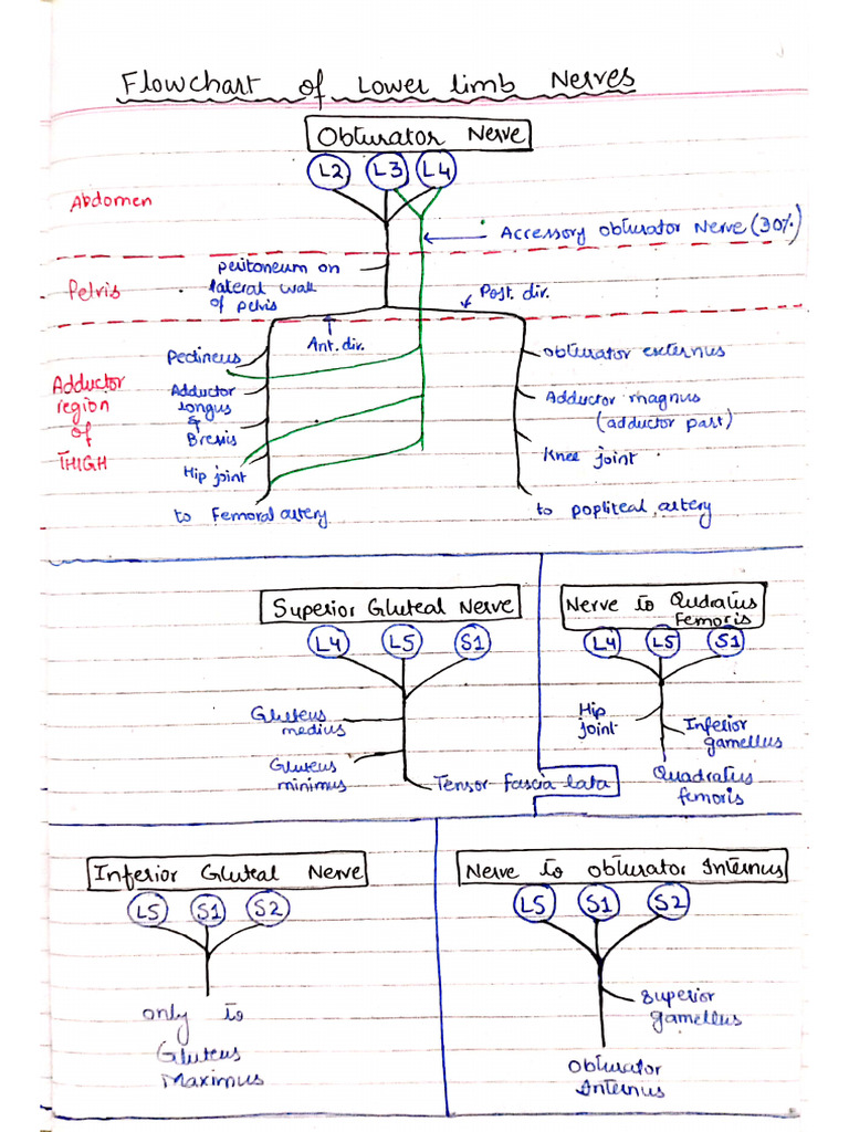 Flow chart of lower limb Nerves Mbbs cafeteria | PDF