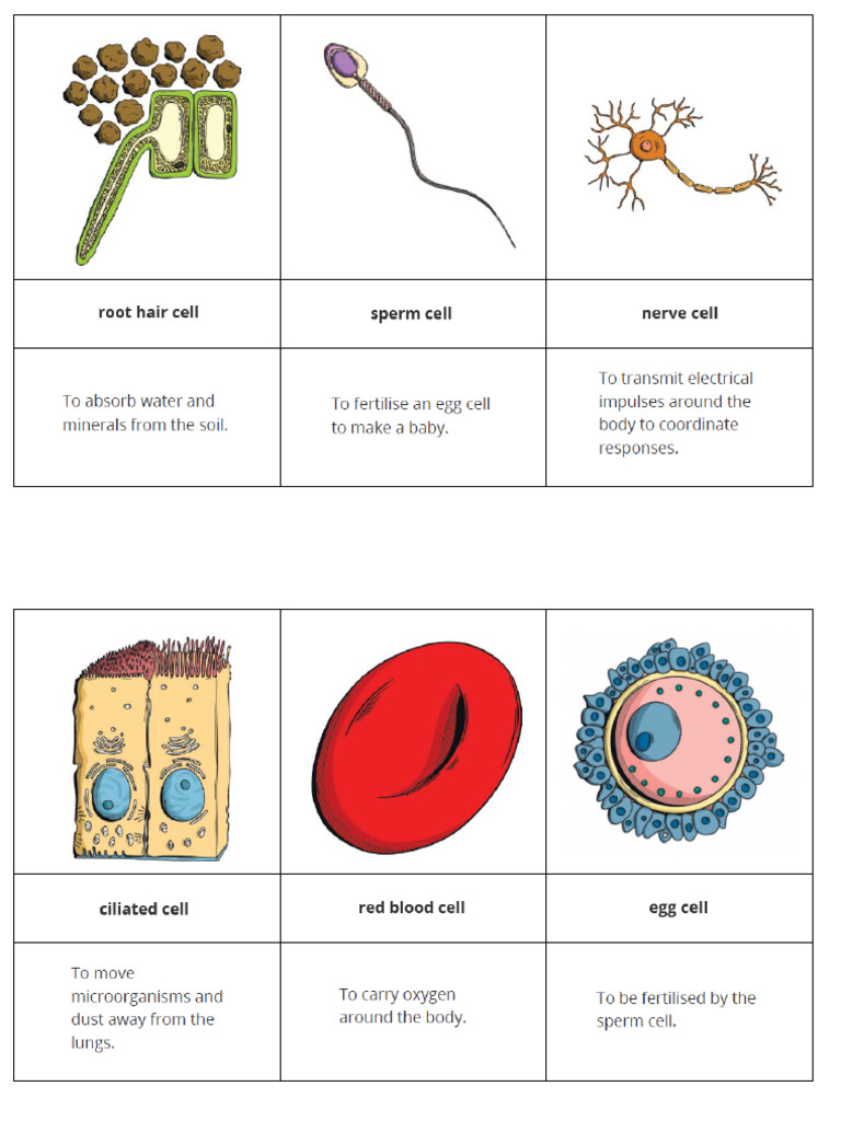 Specialization of Cells | PDF