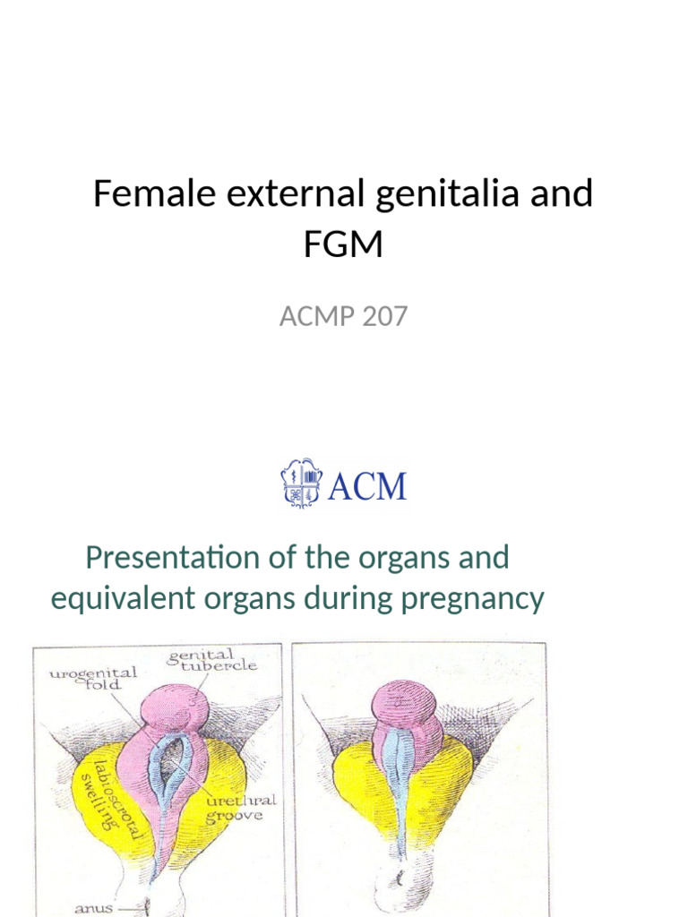 Female External Genitalia and FGM | PDF | Science & Mathematics