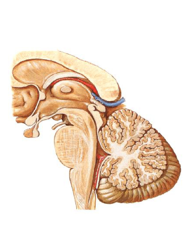 Cerebelo Tronco Encefálico | PDF