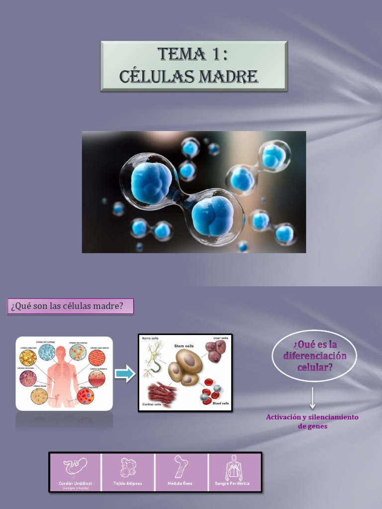 Tema 1. Células Madre | PDF | Célula madre | Potencia celular